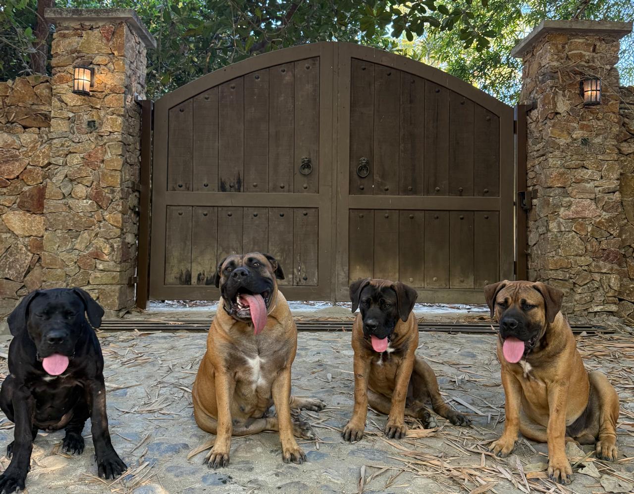 Boerboel Dogs Mexico | Premium Boerboel Puppies for Sale
